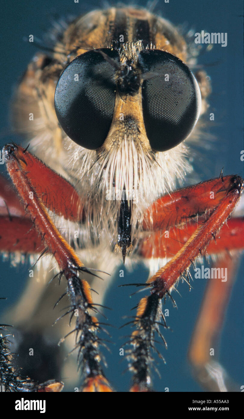 Australian fly hi-res stock photography and images - Alamy