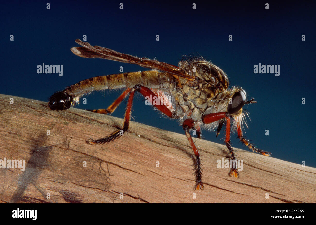 Giant Australian robber fly - a supreme predatory insect Stock Photo ...