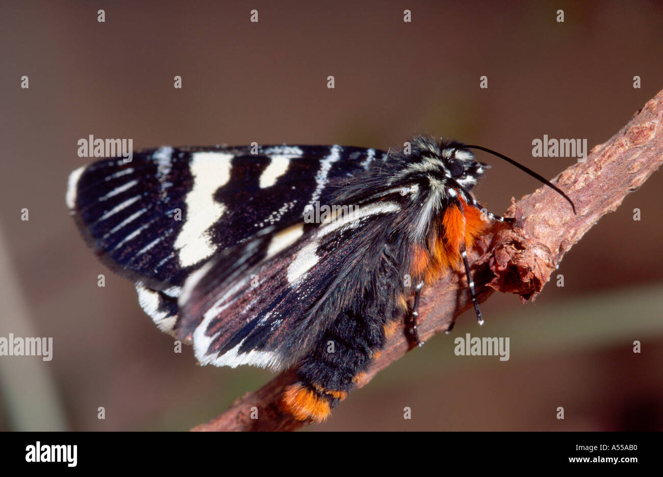 Australian grape vine moth hi-res stock photography and images - Alamy