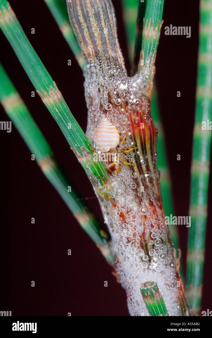 Spittle bug nymph and cuckoo spit Stock Photo - Alamy