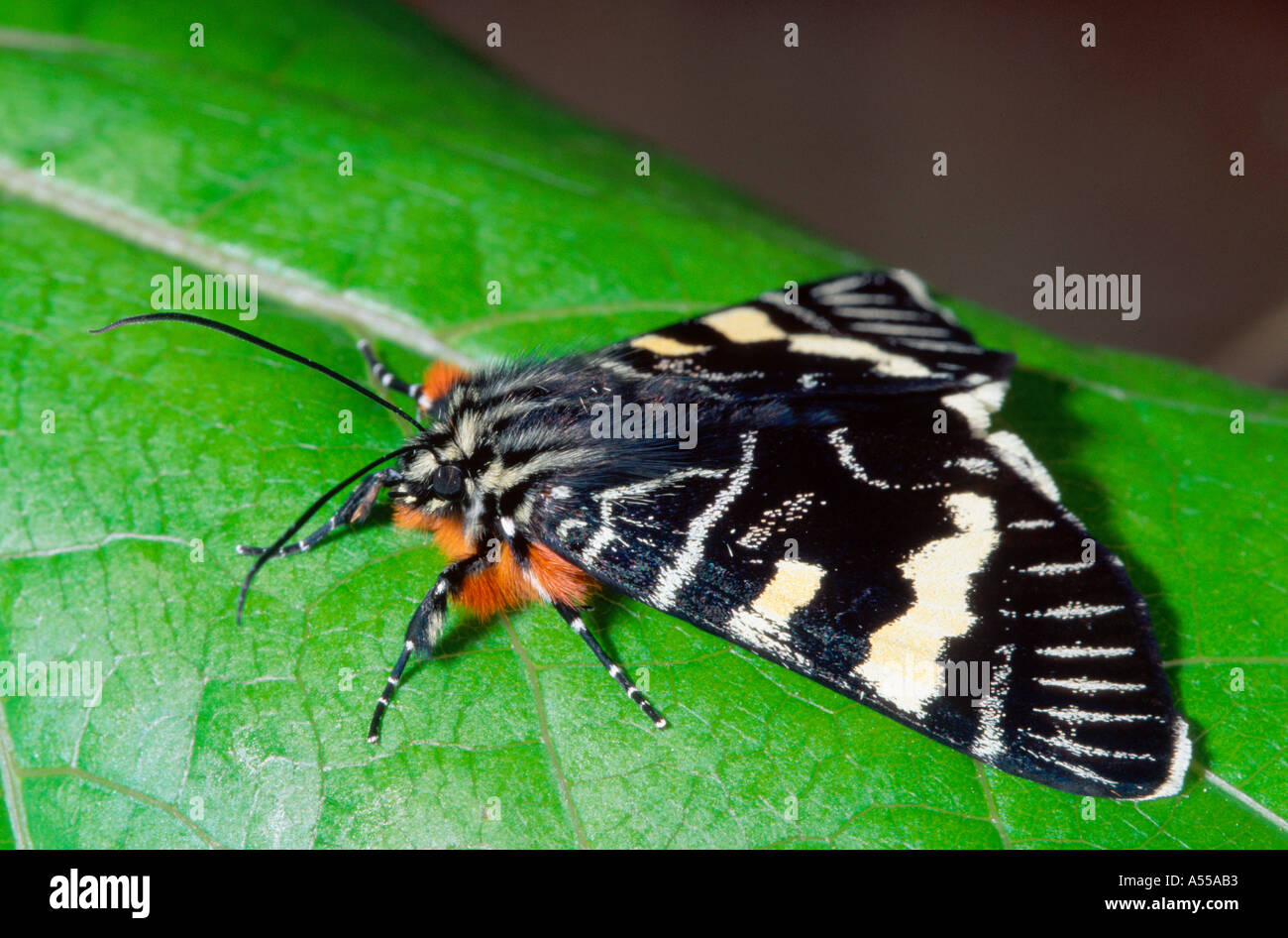 Australian grapevine moth (Phalaenoides glycinae Stock Photo - Alamy