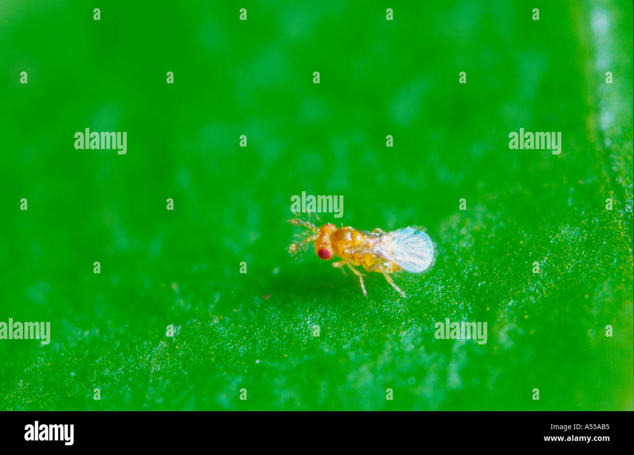 Trichogramma hi-res stock photography and images - Alamy
