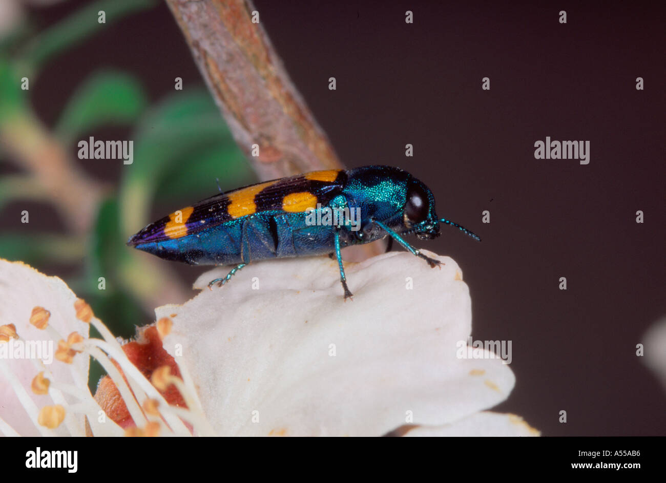 Australian jewel beetle hi-res stock photography and images - Alamy