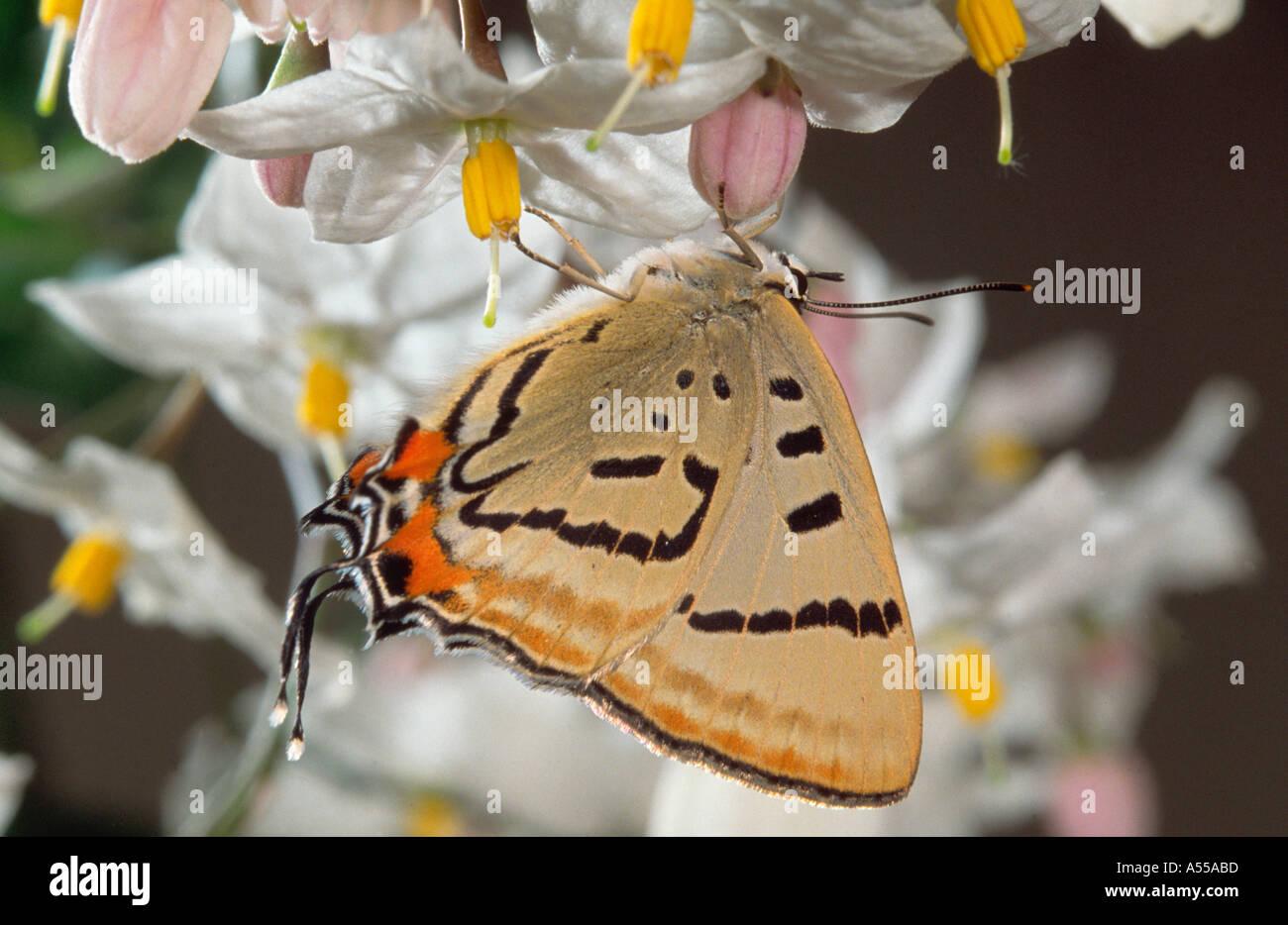 Imperial blue butterfly hi-res stock photography and images - Alamy