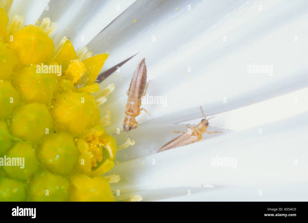 Thrips hi-res stock photography and images - Alamy