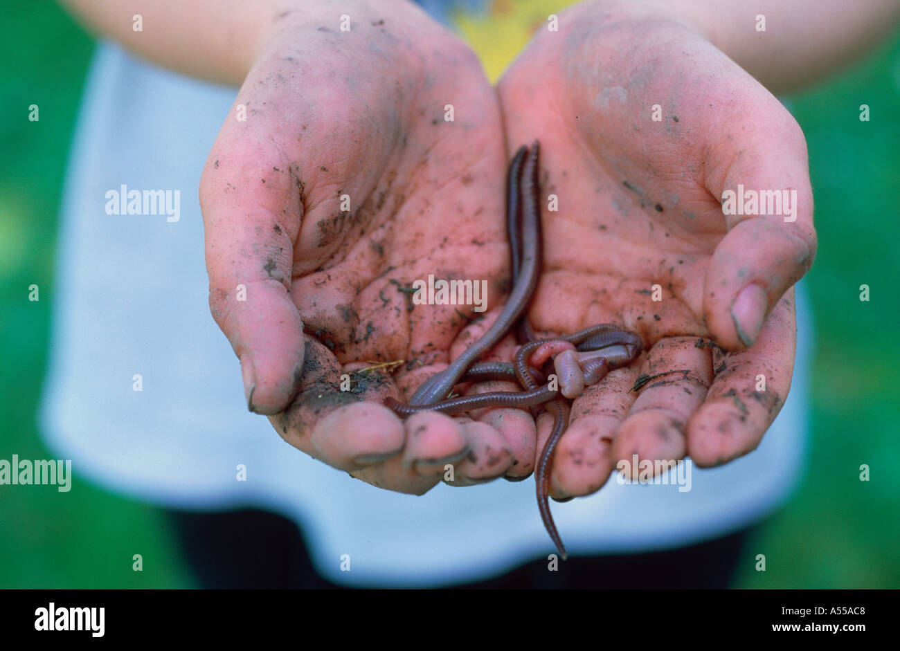 Digging up worms hi-res stock photography and images - Alamy