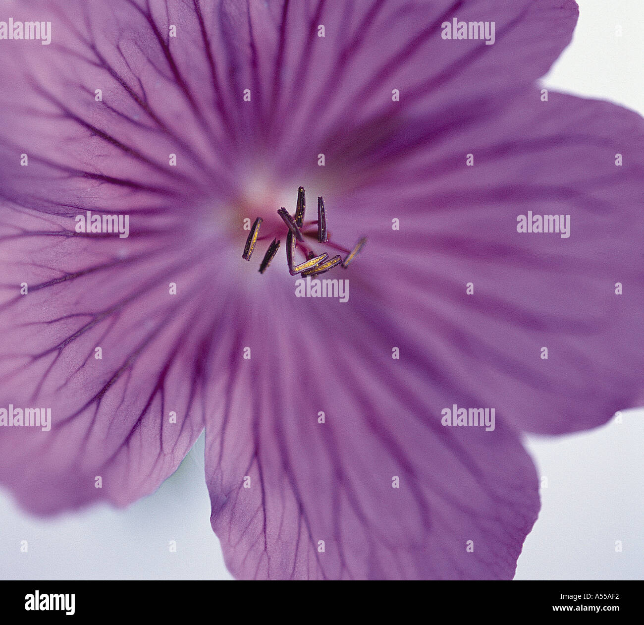 Still life with geranium hi-res stock photography and images - Alamy