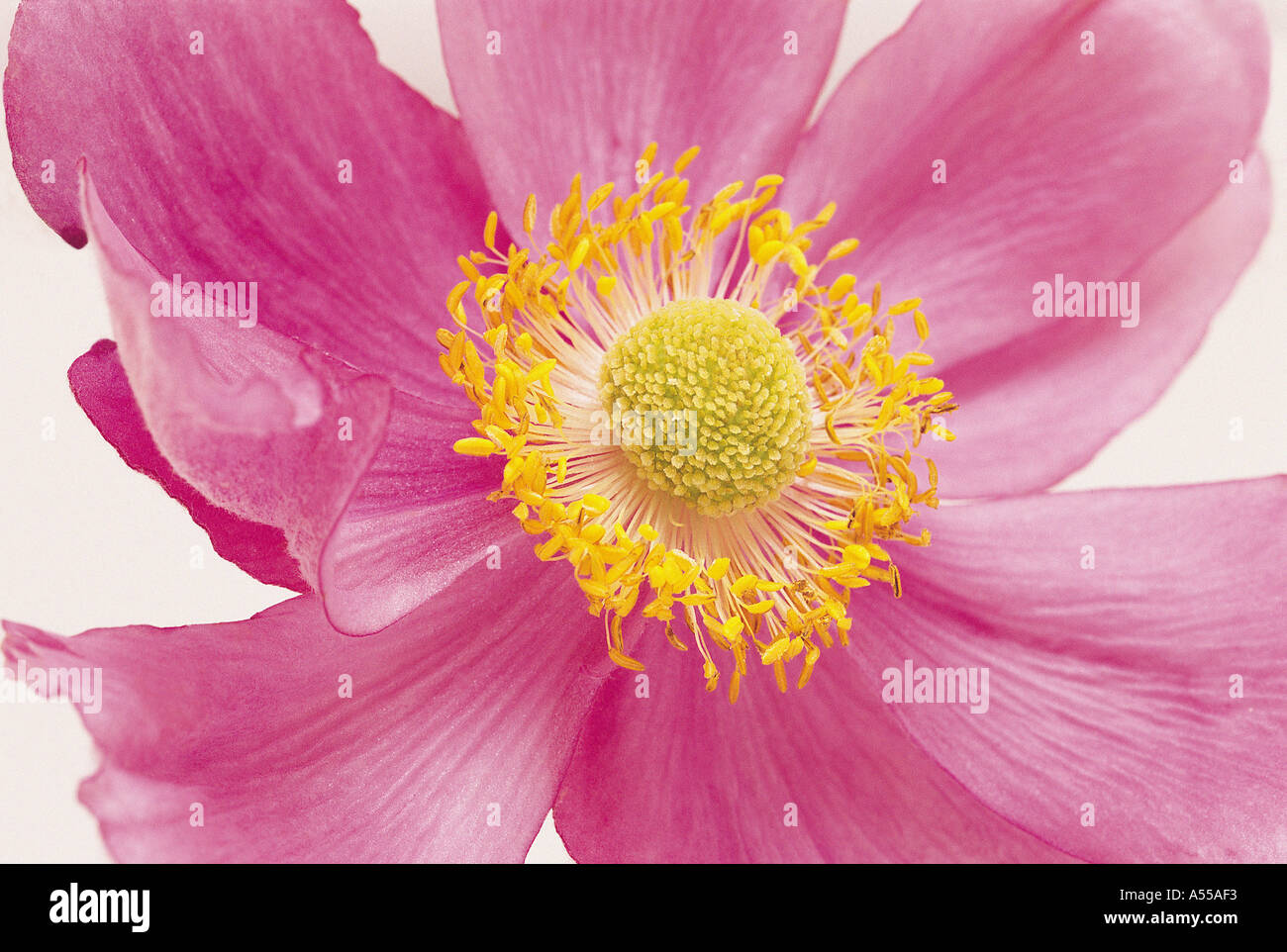 Anemone detail hi-res stock photography and images - Alamy