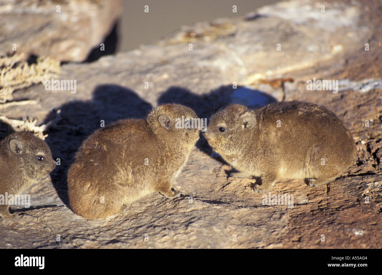 Dassies hi-res stock photography and images - Alamy
