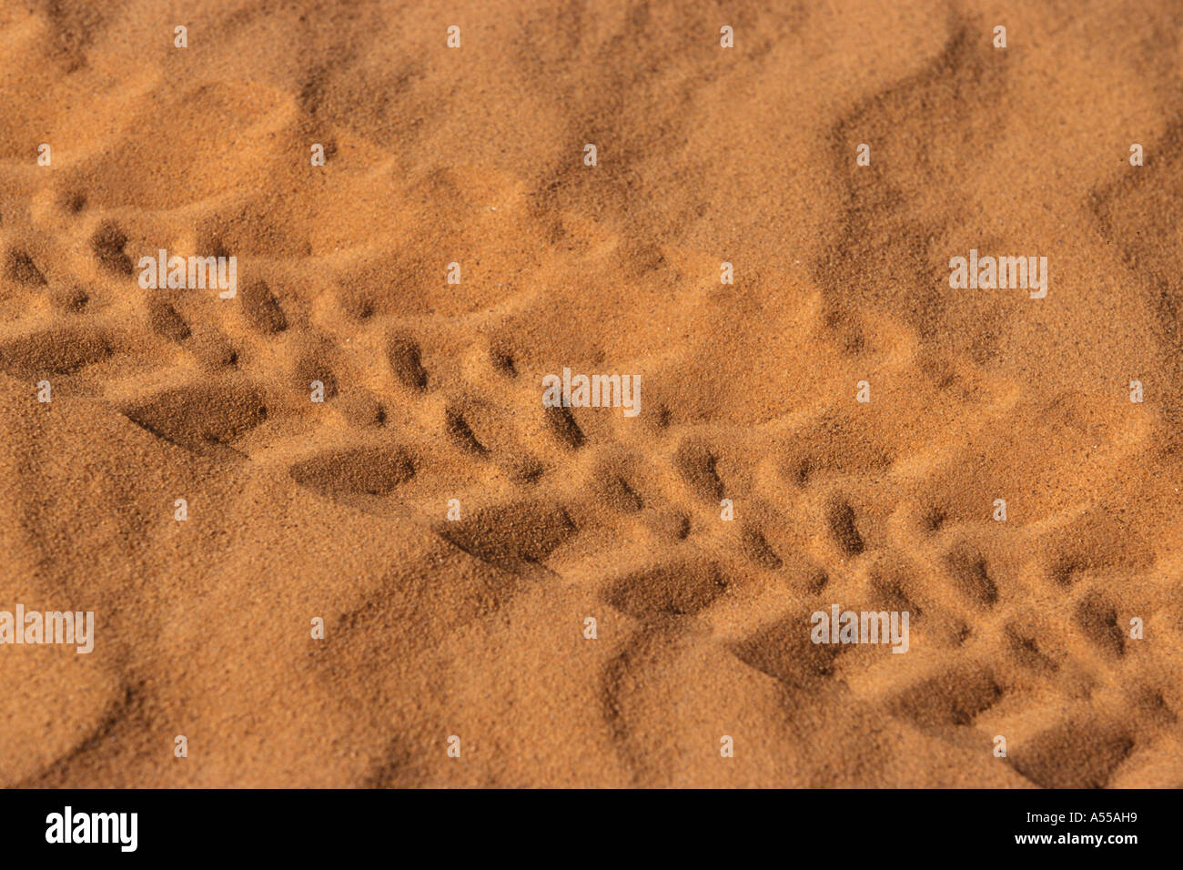 Wheel track in sand Stock Photo - Alamy