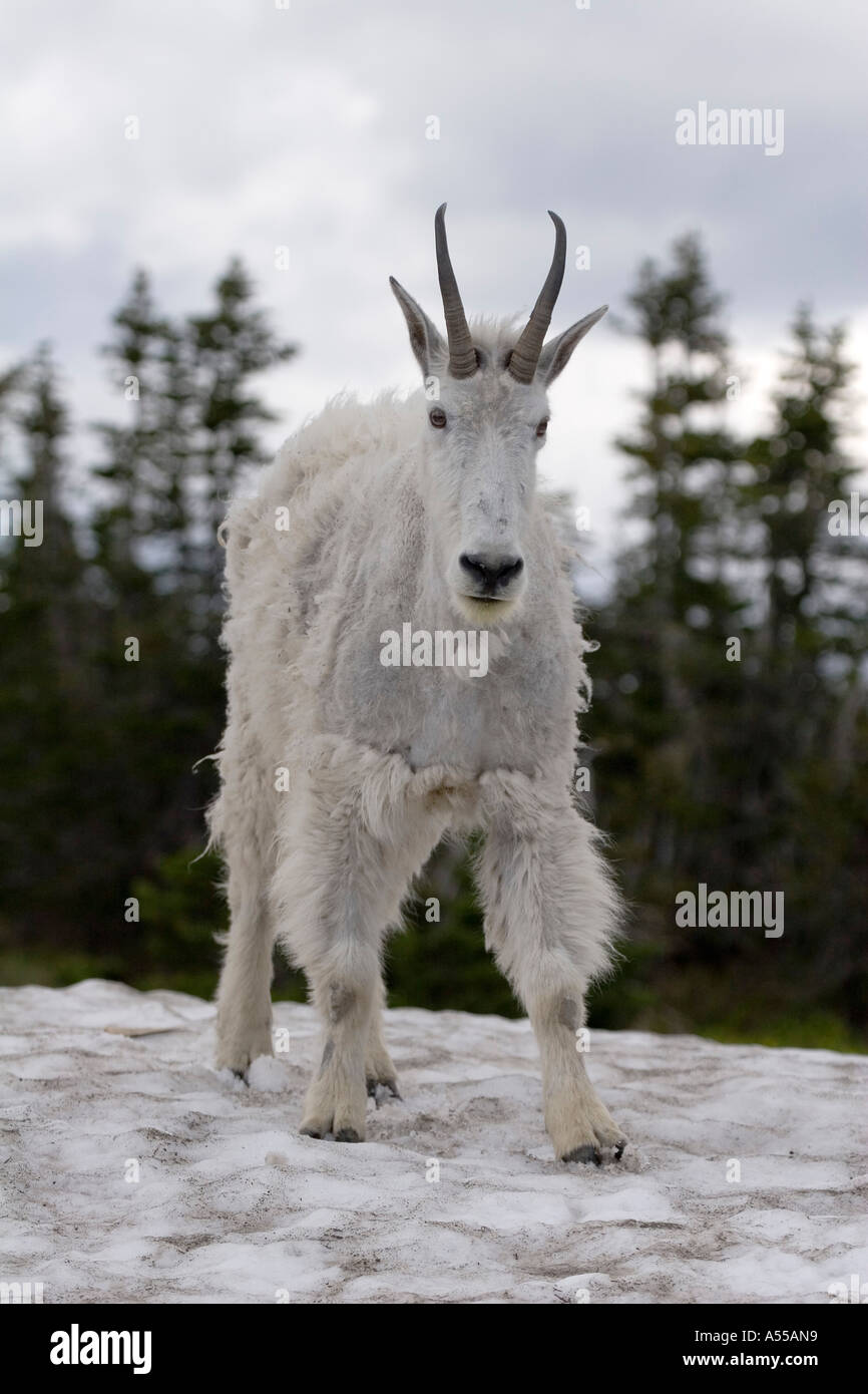 Mountain goat in spring Stock Photo - Alamy