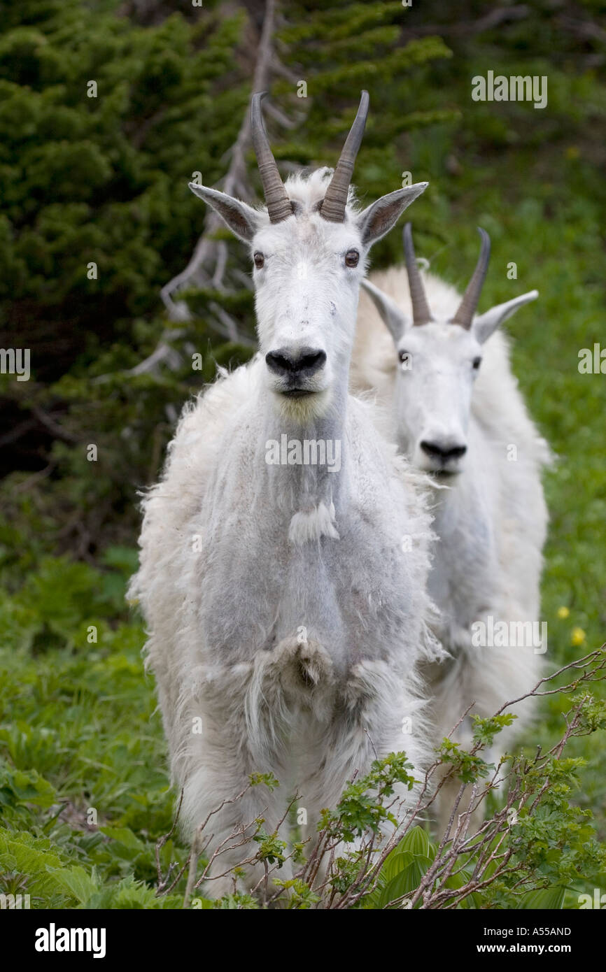 Cub goat hi-res stock photography and images - Alamy