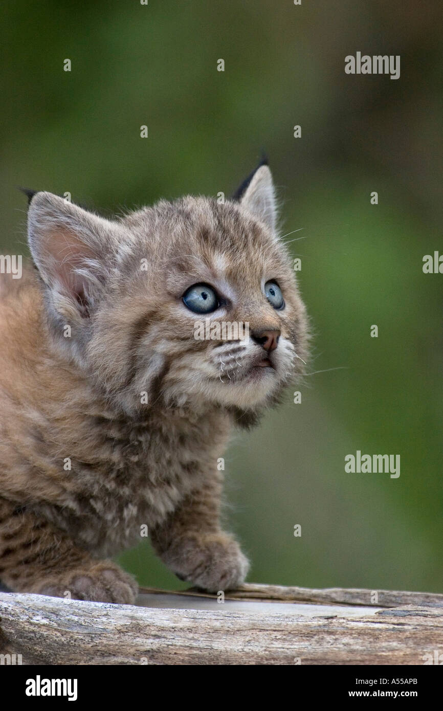 Portrait of a bobcat cub Stock Photo - Alamy