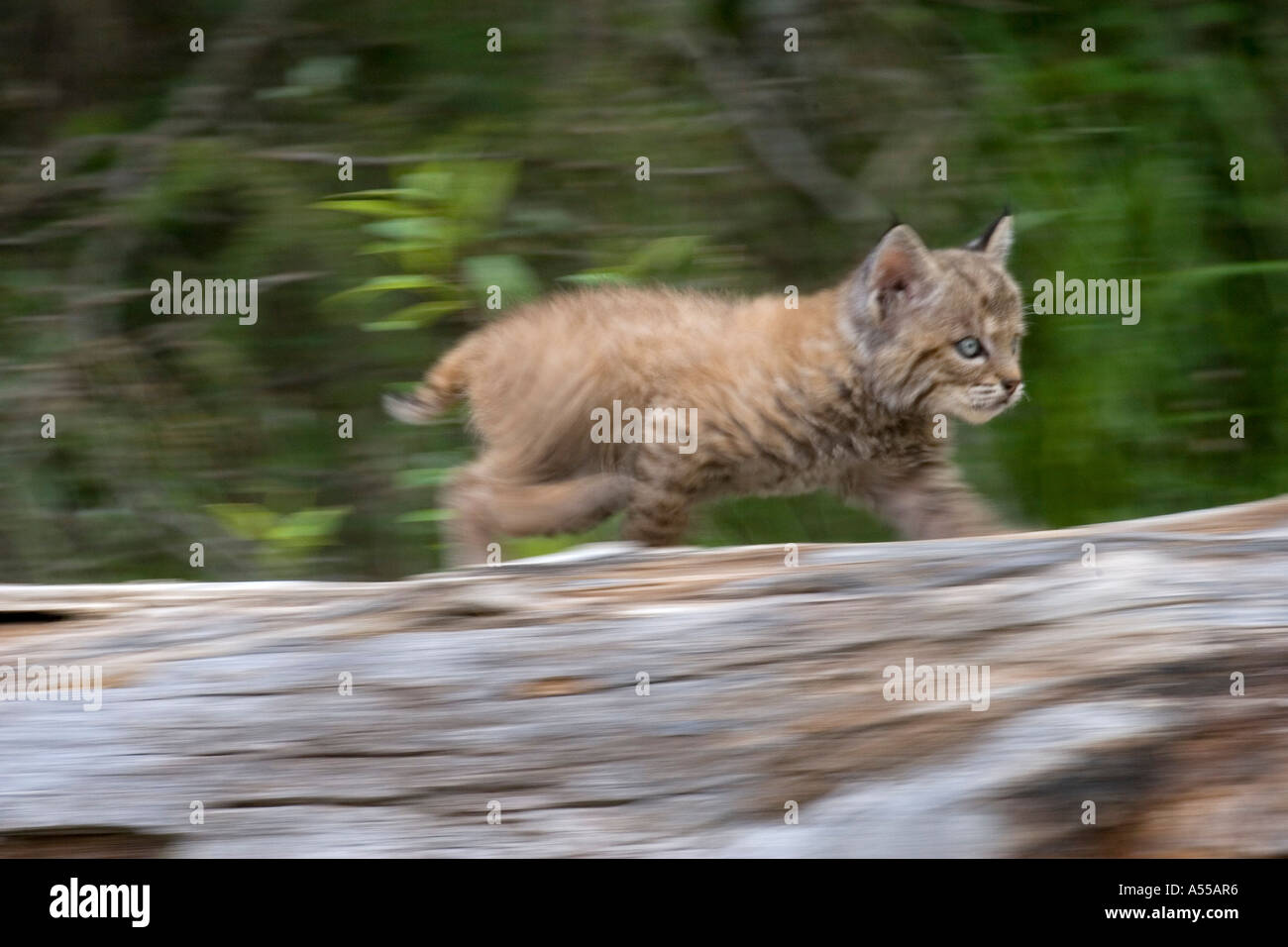 Young bobcat stalking Stock Photo - Alamy