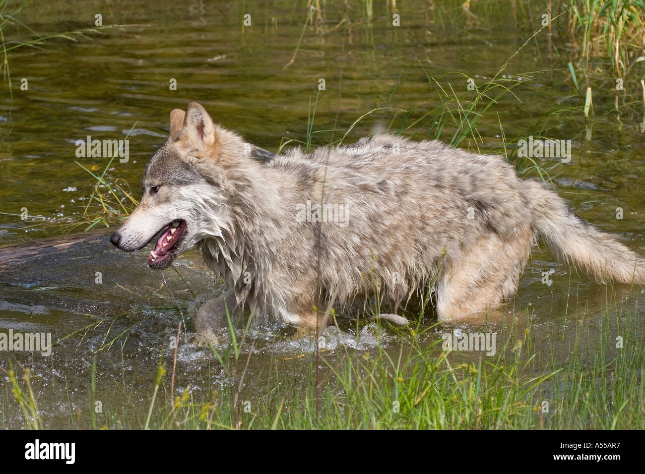 Wet Wolf High Resolution Stock Photography and Images - Alamy