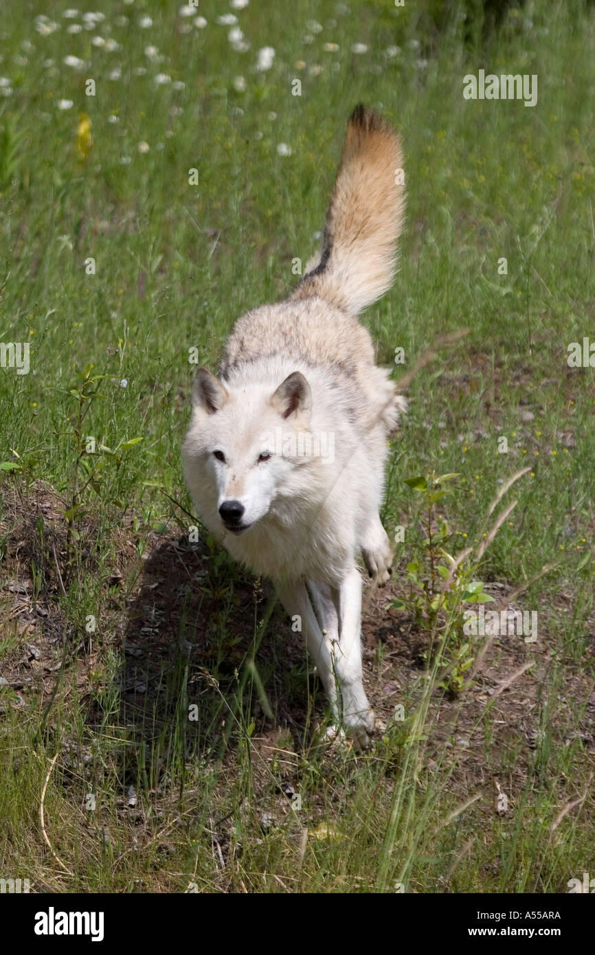 Timber wolf running hunt hi-res stock photography and images - Alamy