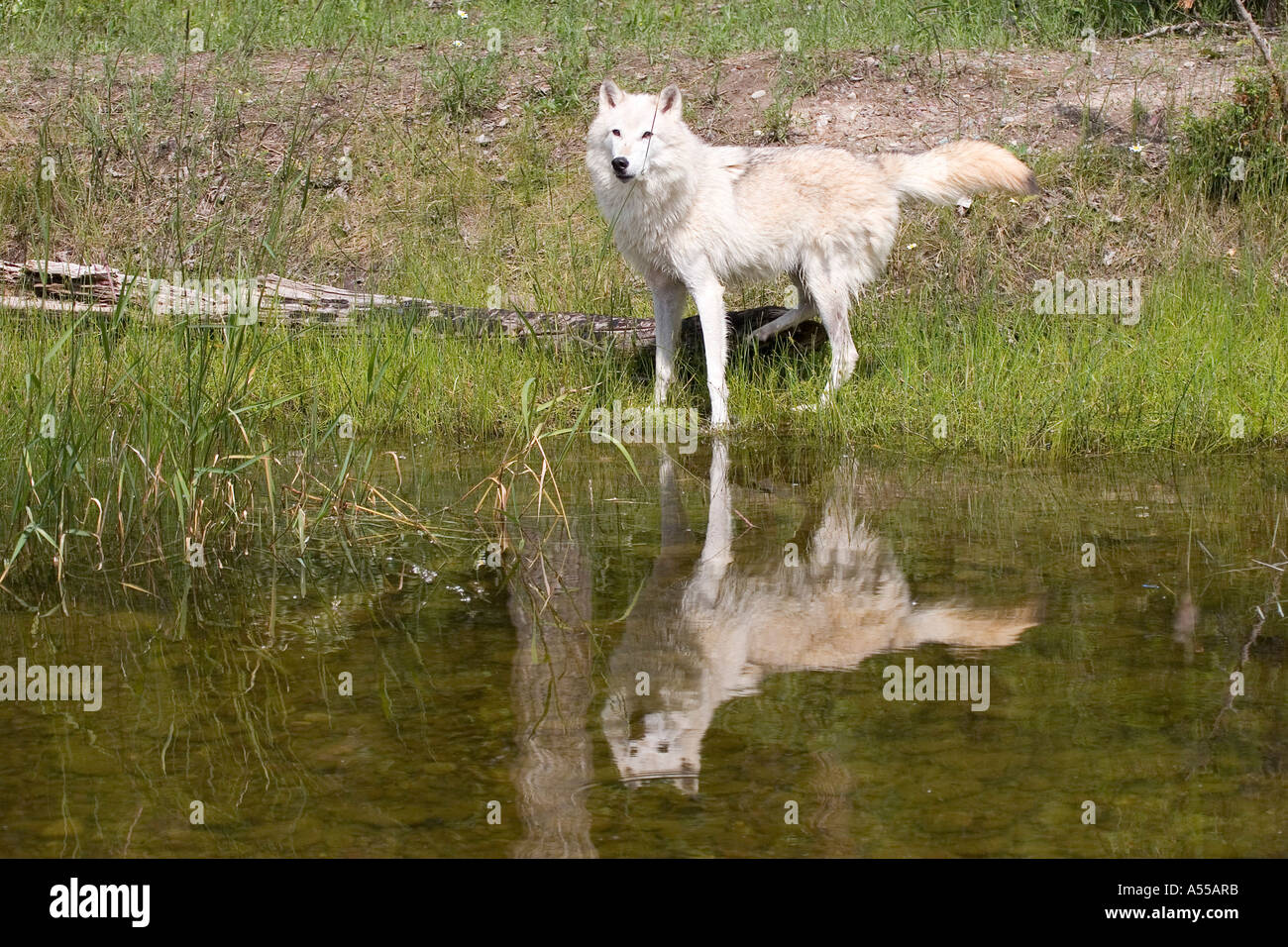 Wolf reflection in water Stock Photo - Alamy