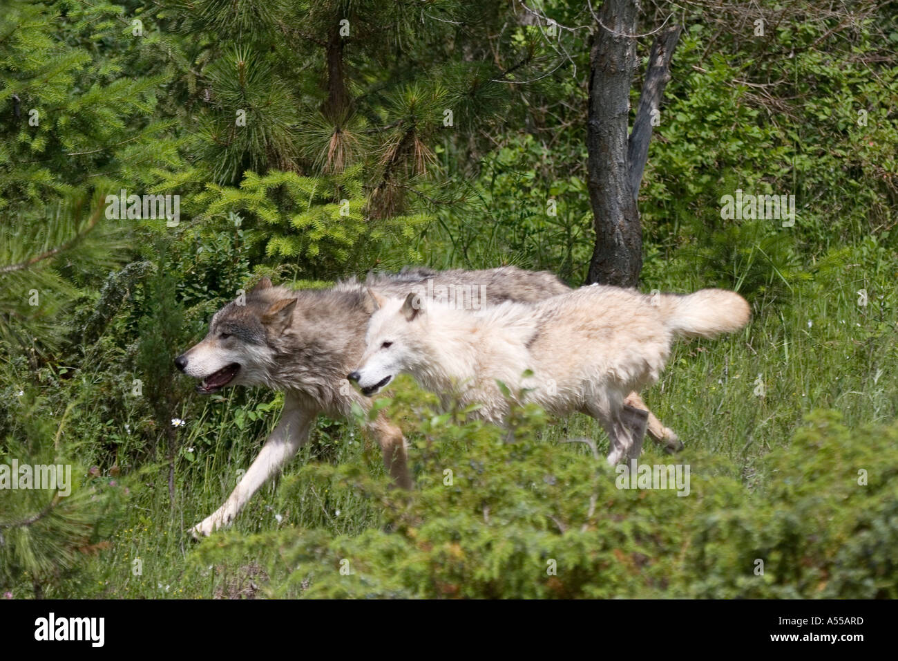 Two wolves hunting Stock Photo - Alamy
