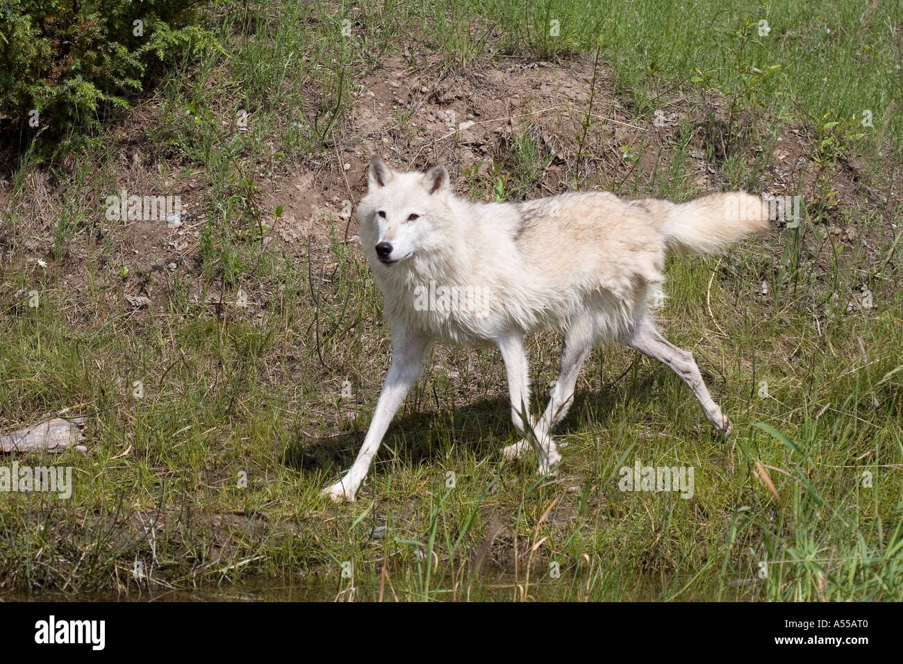 Timber wolf running hunt hi-res stock photography and images - Alamy