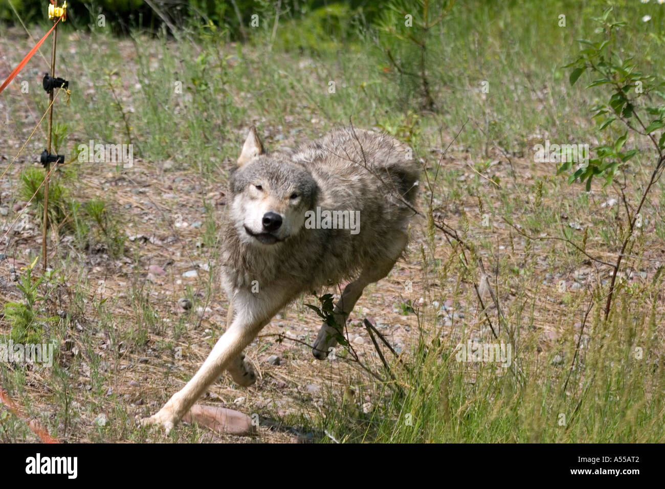 Timber wolf running hunt hi-res stock photography and images - Alamy