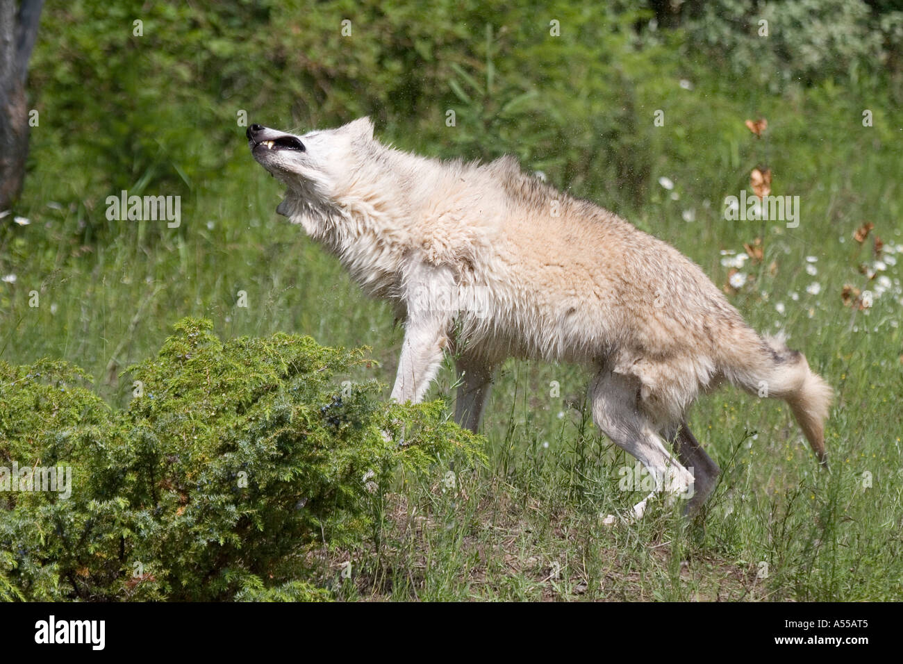 White wolf shakes the water out of its coat Stock Photo - Alamy
