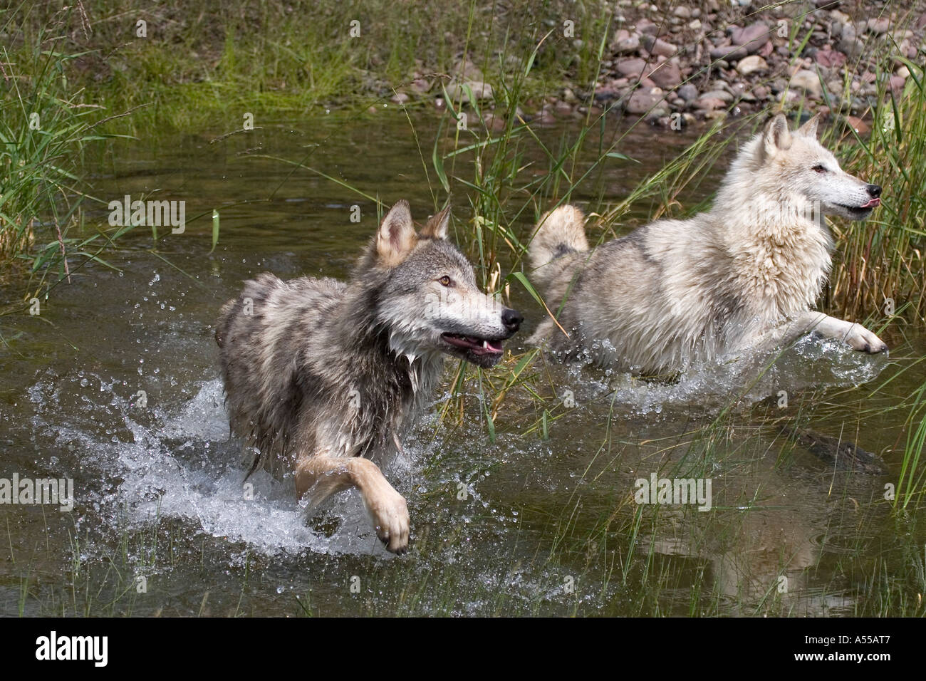 Two wolves hunting hi-res stock photography and images - Alamy