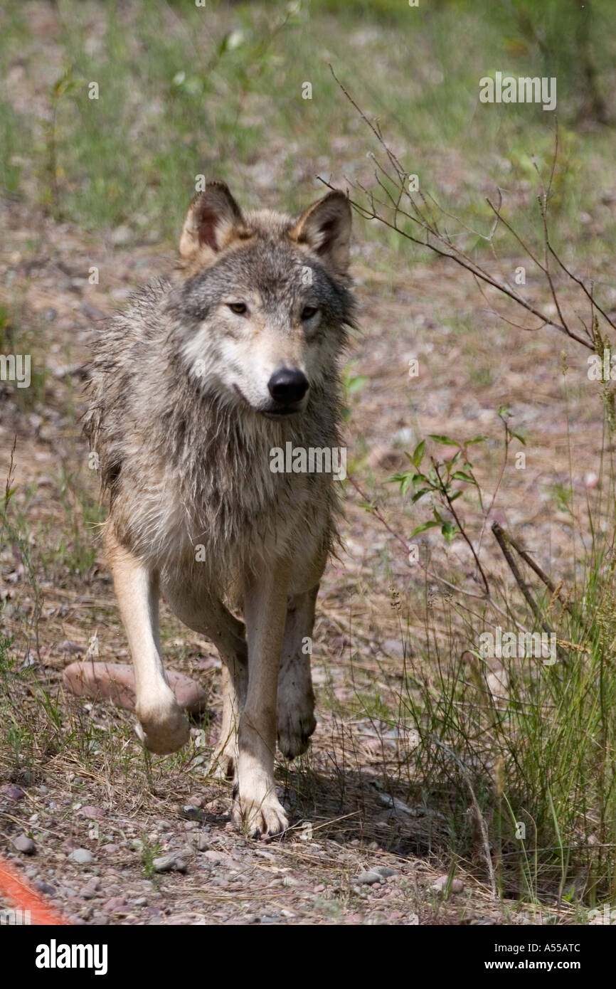 Timber wolf running hunt hi-res stock photography and images - Alamy