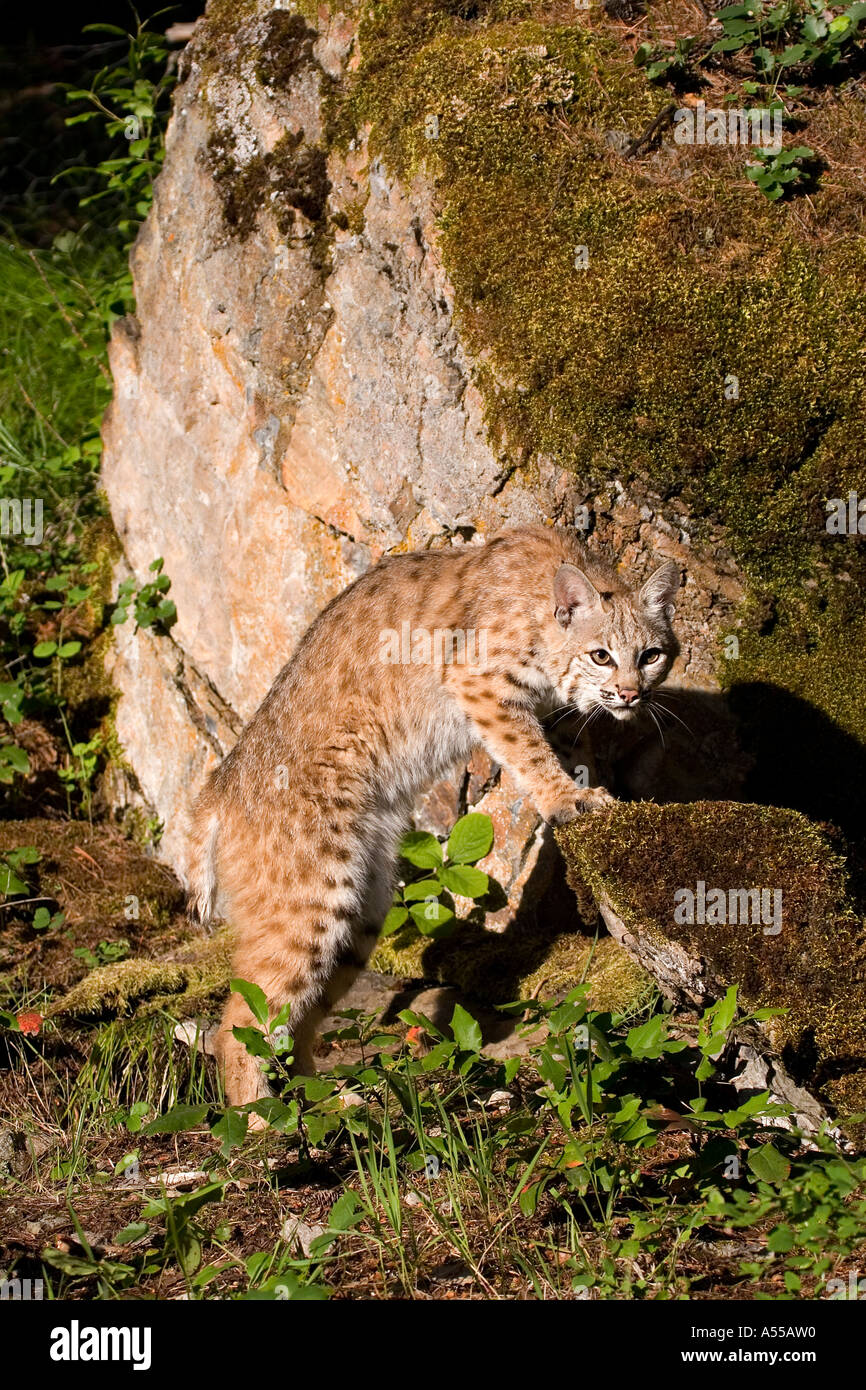 Bobcat on look-out Stock Photo - Alamy