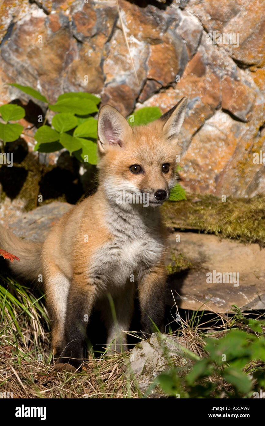 Red fox cub Stock Photo - Alamy