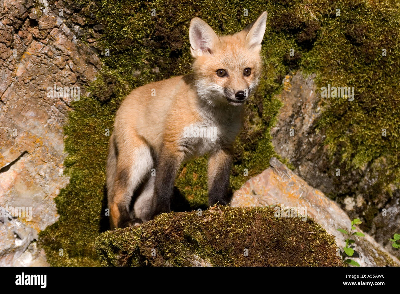 Red fox cub Stock Photo - Alamy