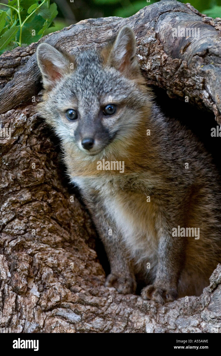 Scared by fox hi-res stock photography and images - Alamy