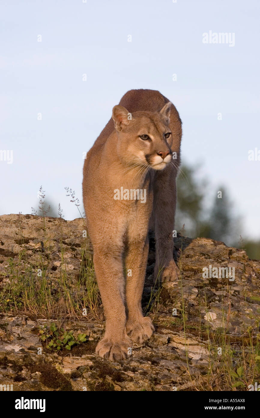 Puma (felis concolor Stock Photo - Alamy