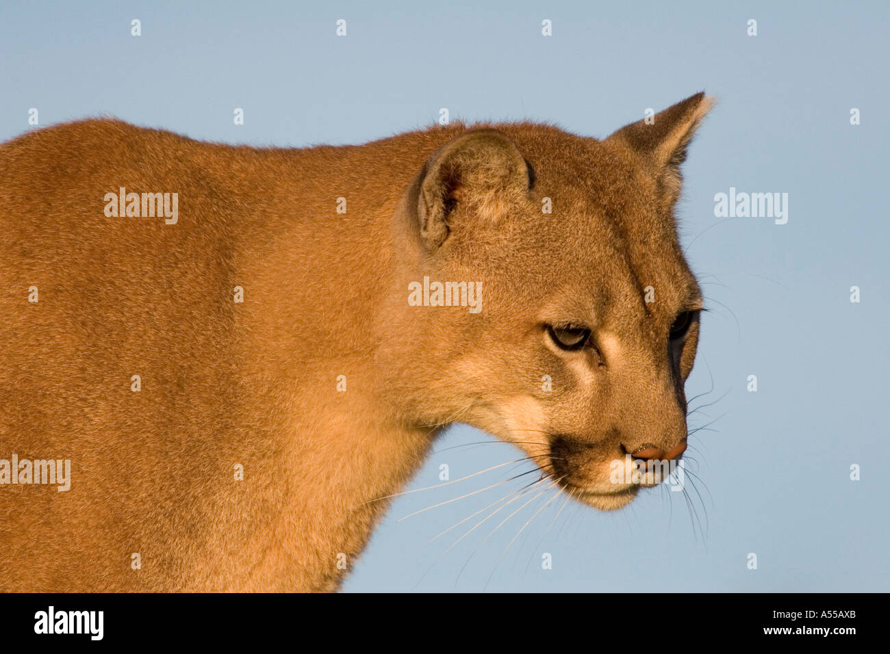 Portrait of a puma (felis concolor Stock Photo - Alamy