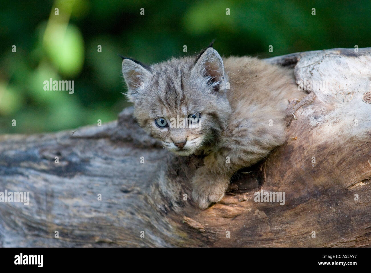 Bobcat cub lynx rufus hi-res stock photography and images - Alamy