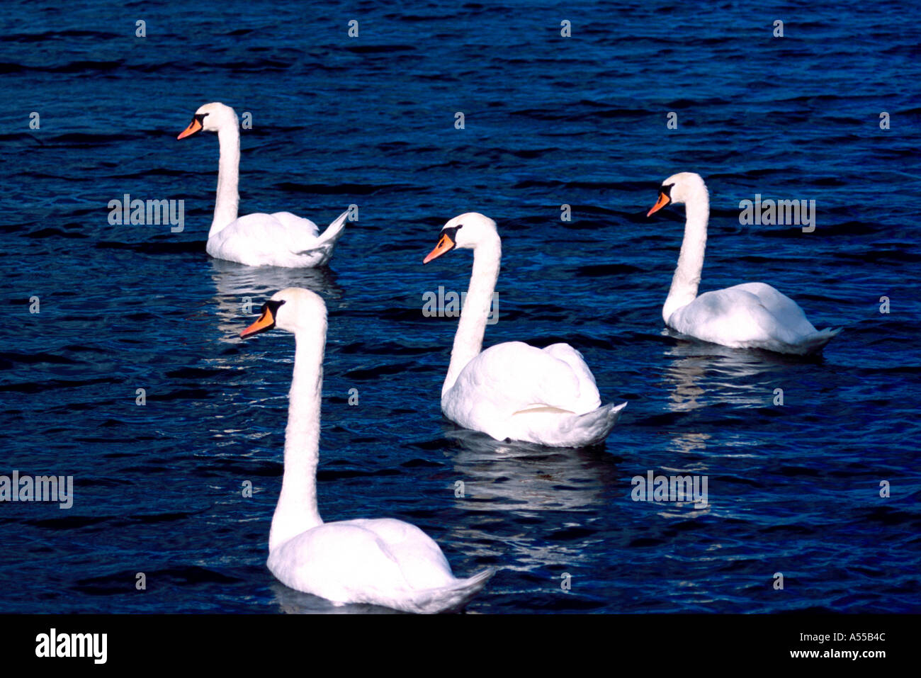 Four swans hi-res stock photography and images - Alamy