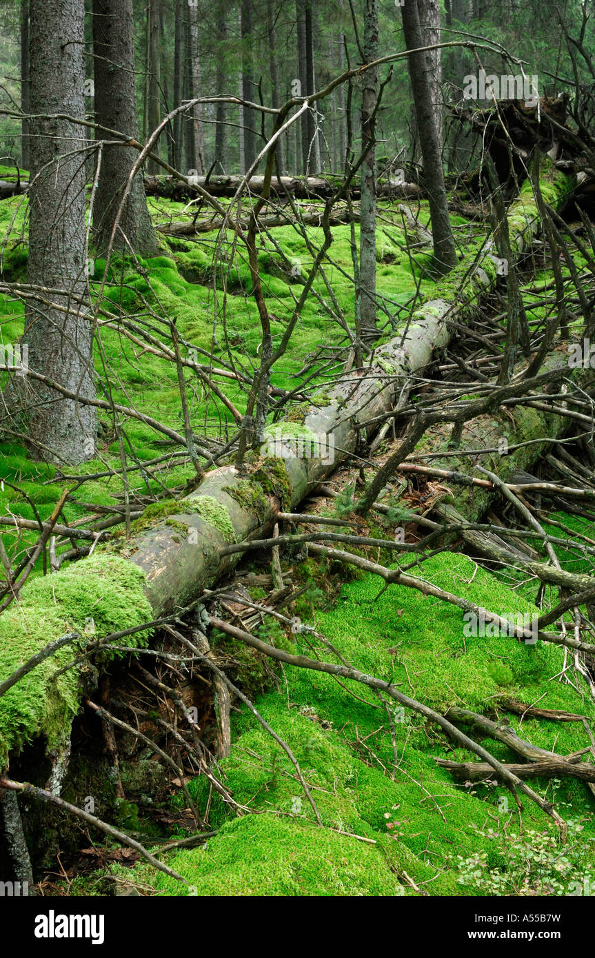 Virgin forest. Sweden Stock Photo - Alamy