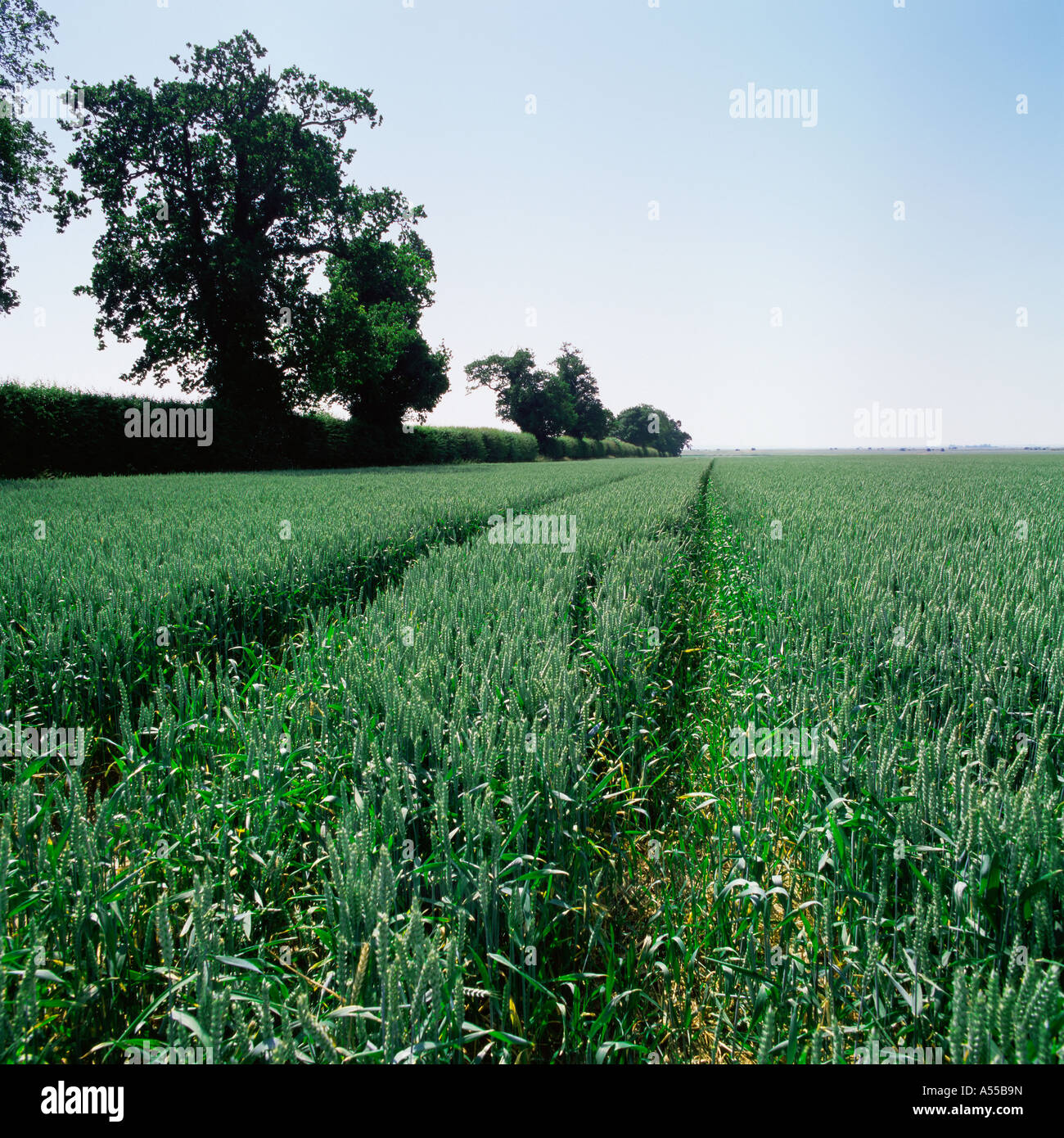 Crop in a field Stock Photo - Alamy