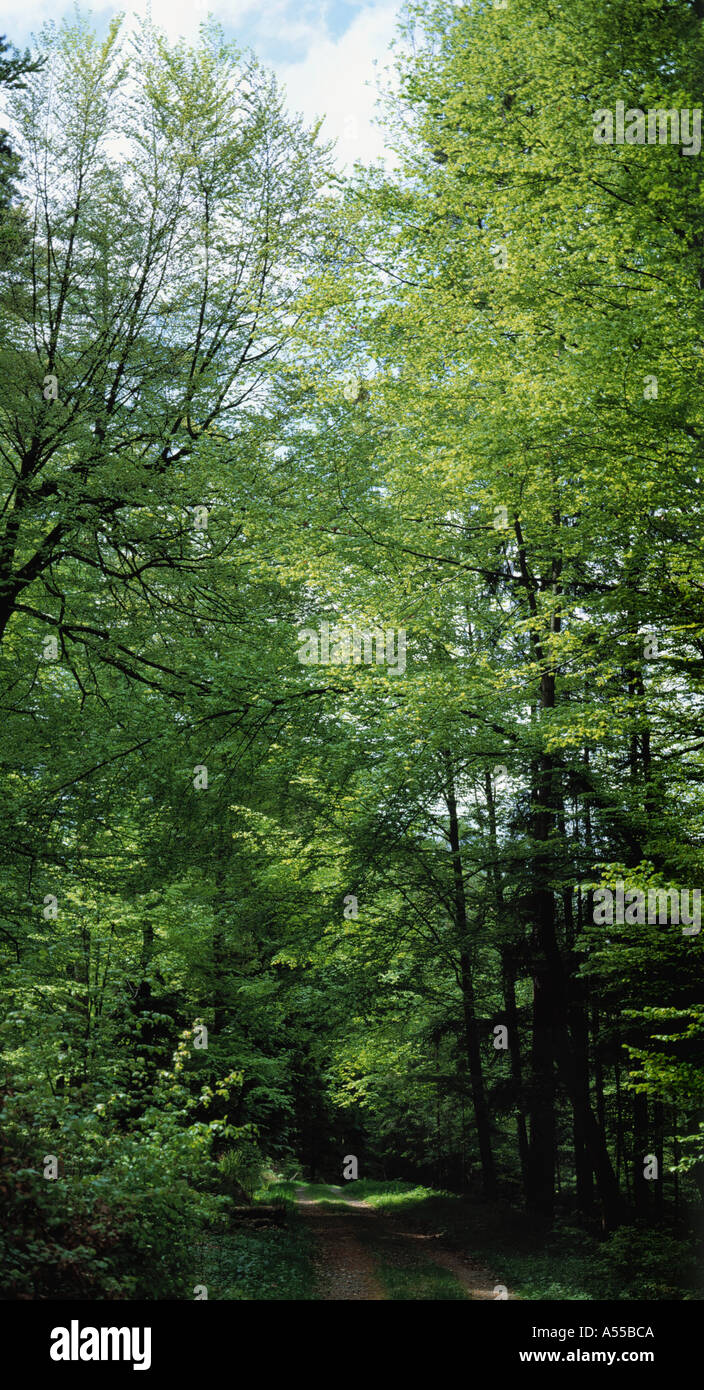 path across beech trees forest in spring switzerland Stock Photo - Alamy