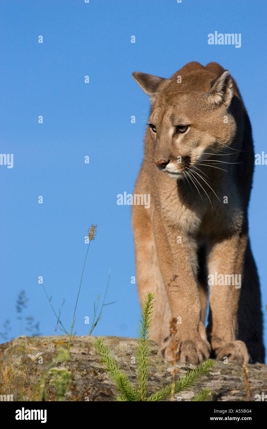 Puma Paw High Resolution Stock Photography and Images - Alamy