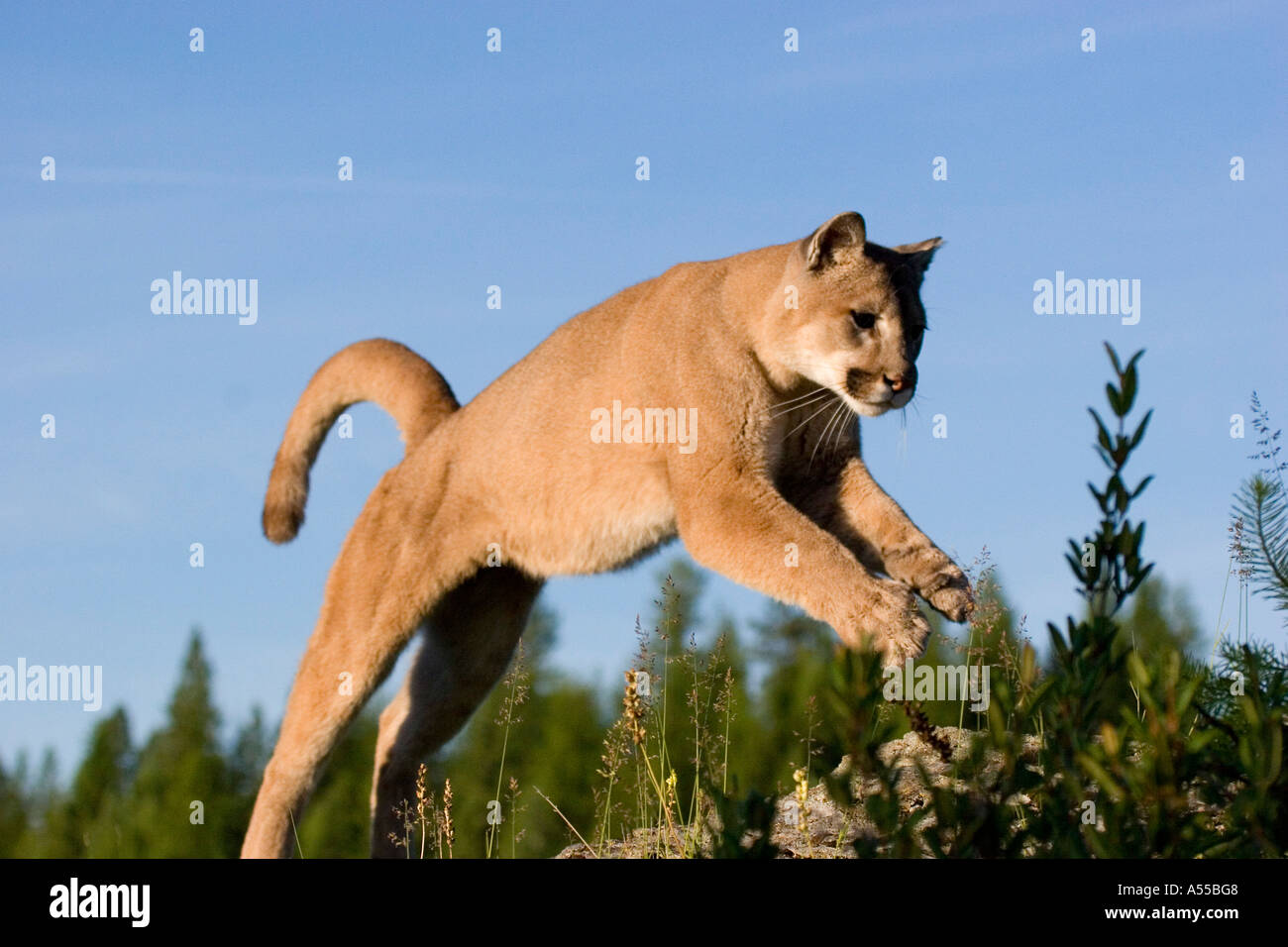 Lion jump prey hi-res stock photography and images - Alamy