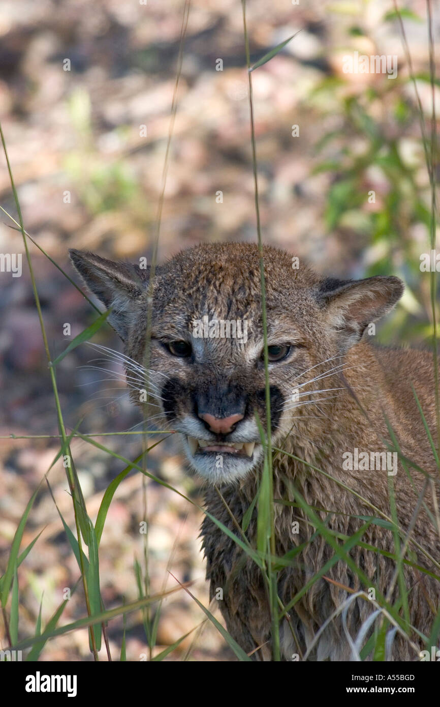 Puma (felis concolor) on a blade of gras Stock Photo - Alamy