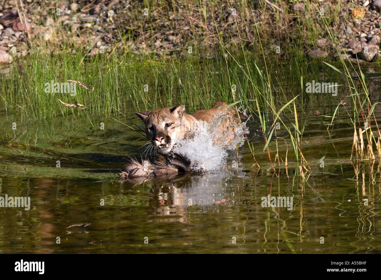 Puma (felis concolor) in the water grabs for a dummy of prey Stock ...