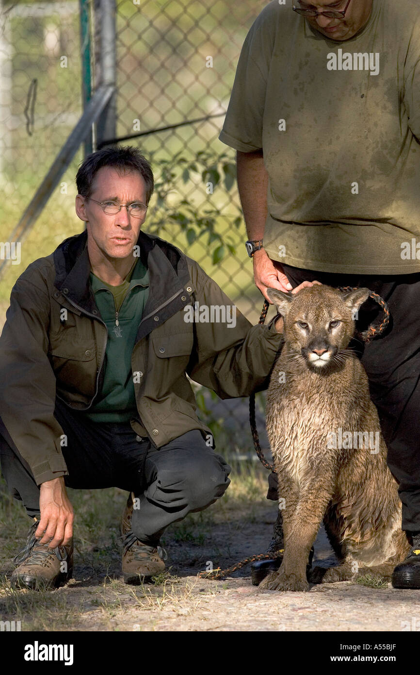 Tame mountain lion hi-res stock photography and images - Alamy