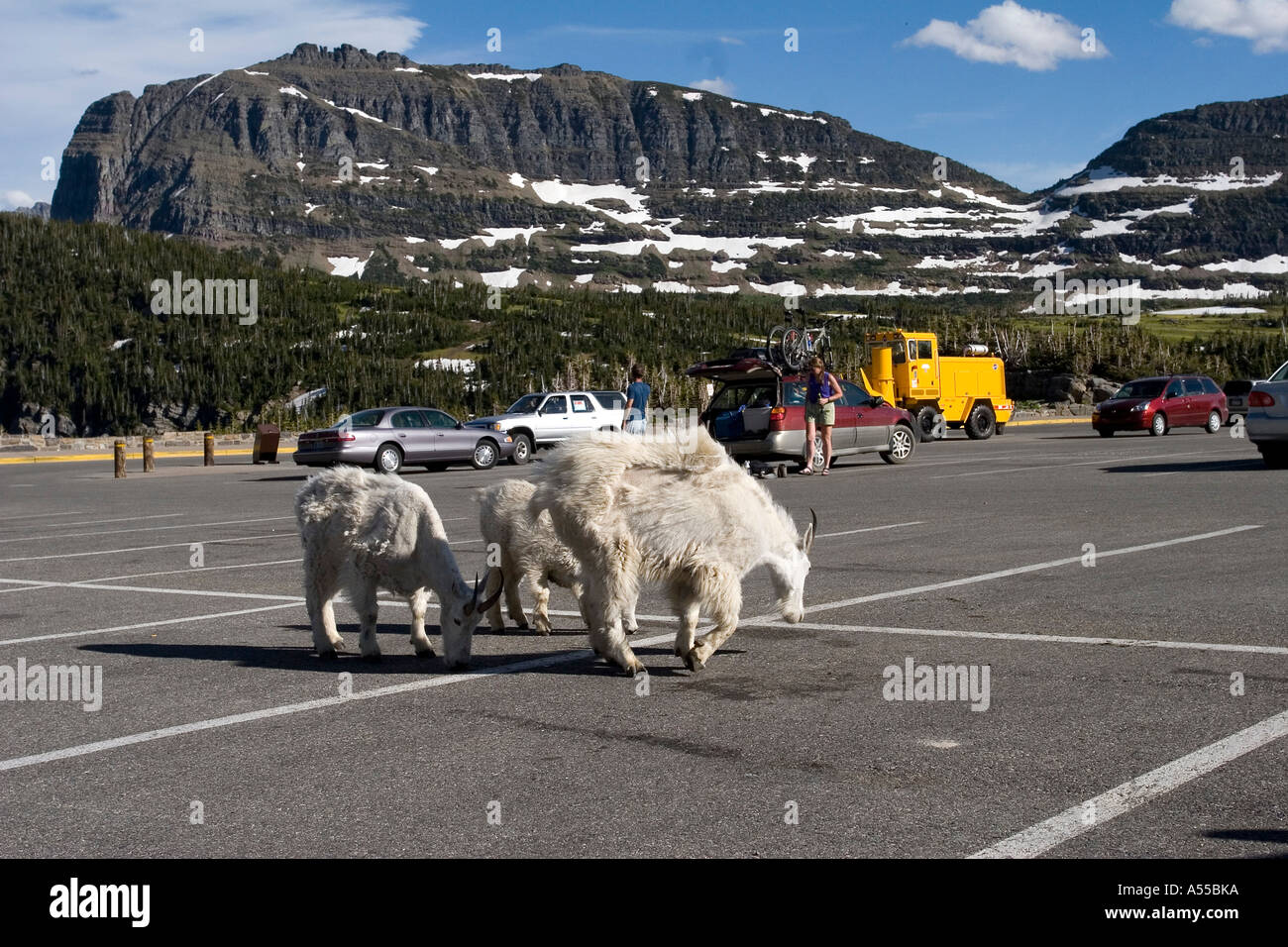 Mountain goats on the parking lot at Logan Pass visitor centre Glacier ...