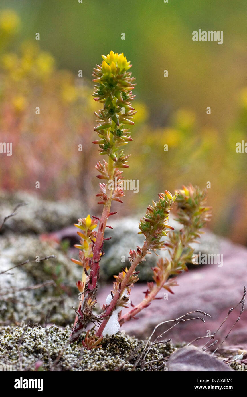 Moss in bloom Stock Photo - Alamy