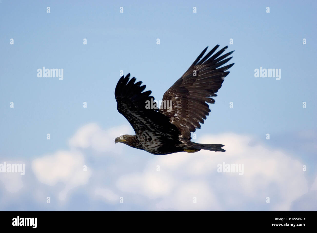 Bald eagle flying Stock Photo - Alamy