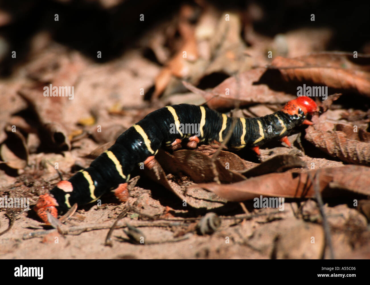 Hawk moth caterpillar (Pseudosphinx tetrio), Lake Sandoval, Peru Stock ...
