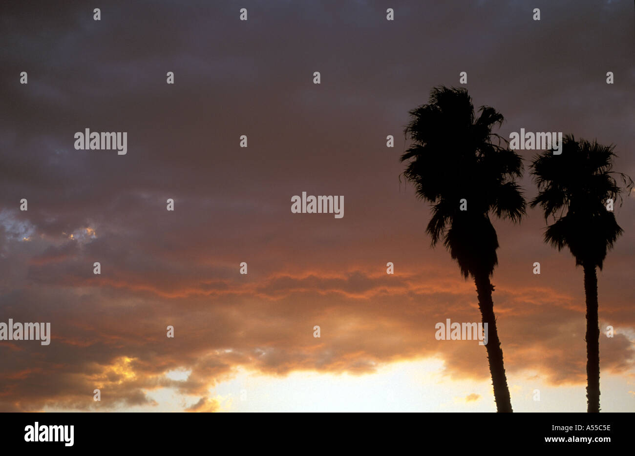 PALMS AGAINST NIGHT SKY ARIZONA Stock Photo - Alamy