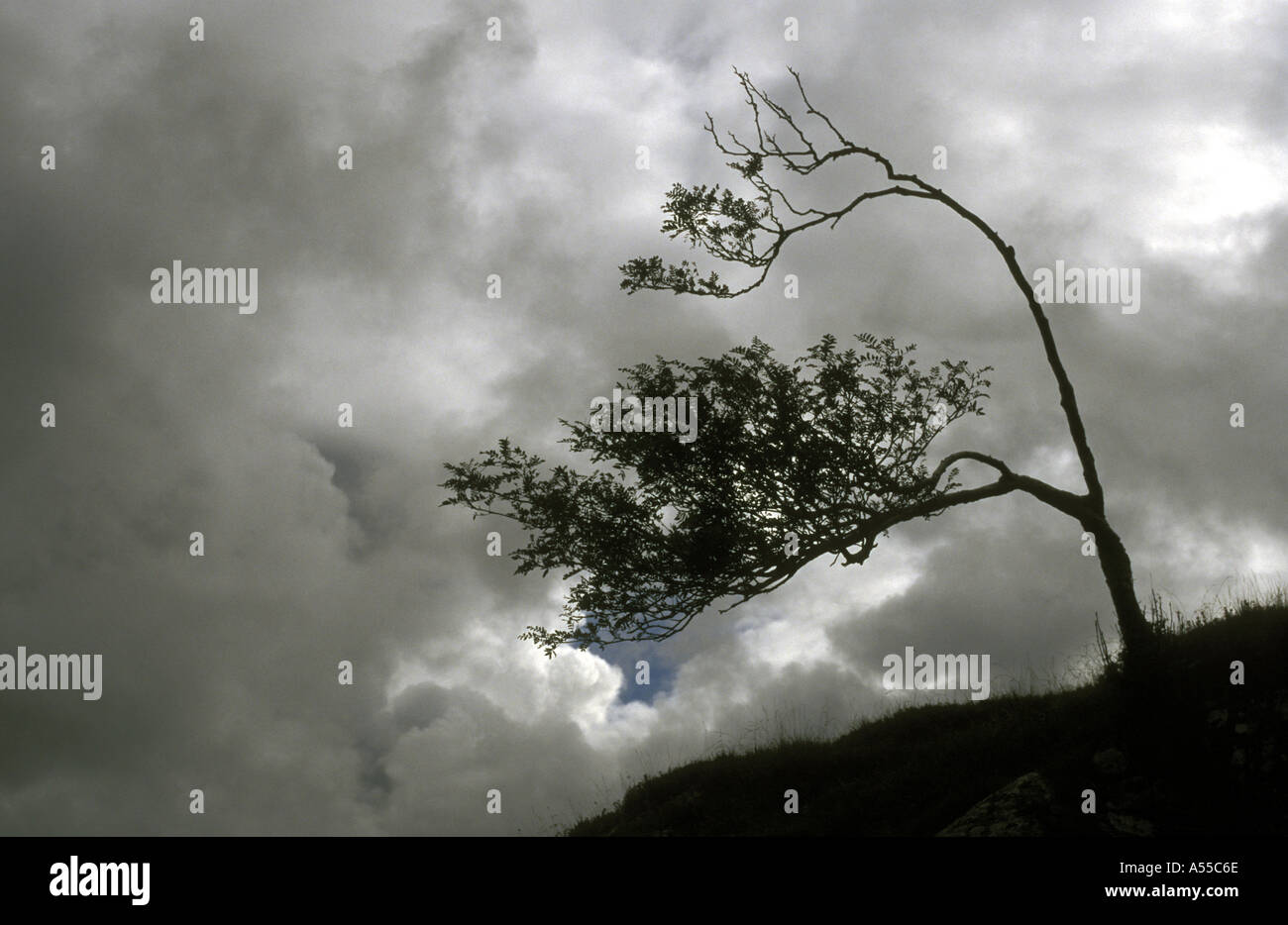 WINDSWEPT TREE NORTHERN SKYE SCOTLAND Stock Photo - Alamy