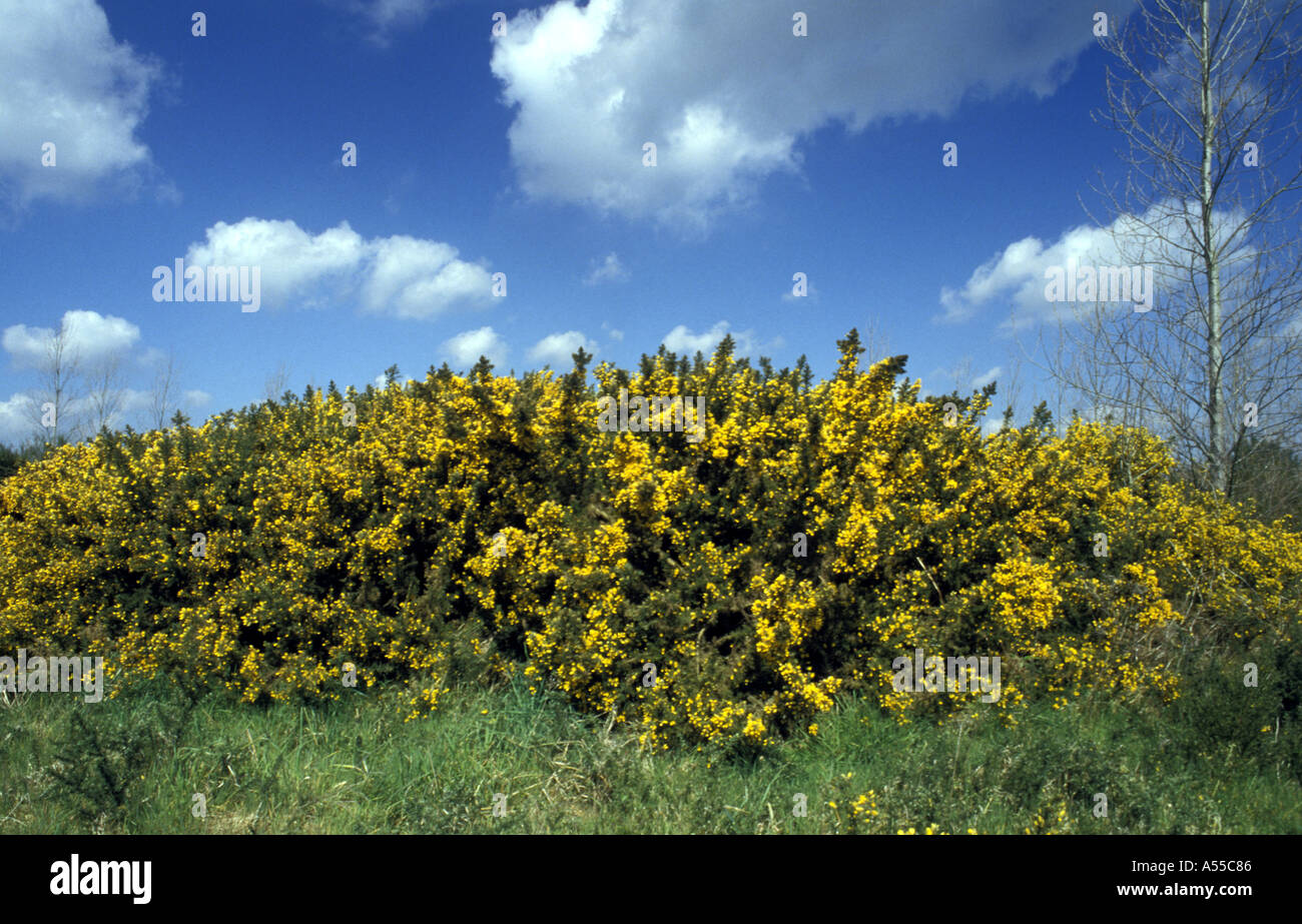 Tunstall Forest High Resolution Stock Photography and Images - Alamy